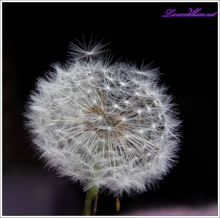 Pusteblumen – Lavendelhexe.net